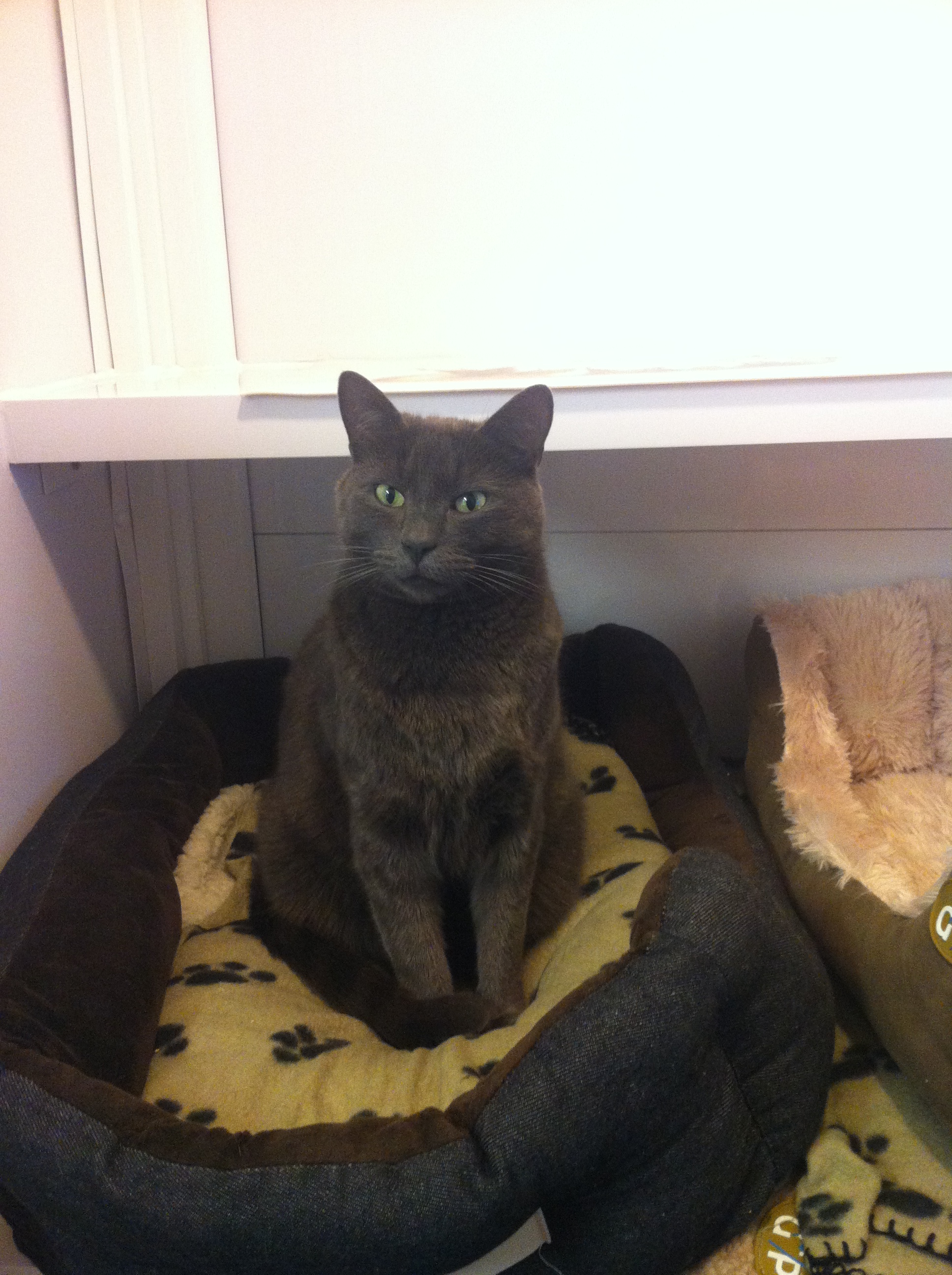 Gatehouse luxury Boarding Cattery Bournemouth Poole Ferndown Ringwood ...