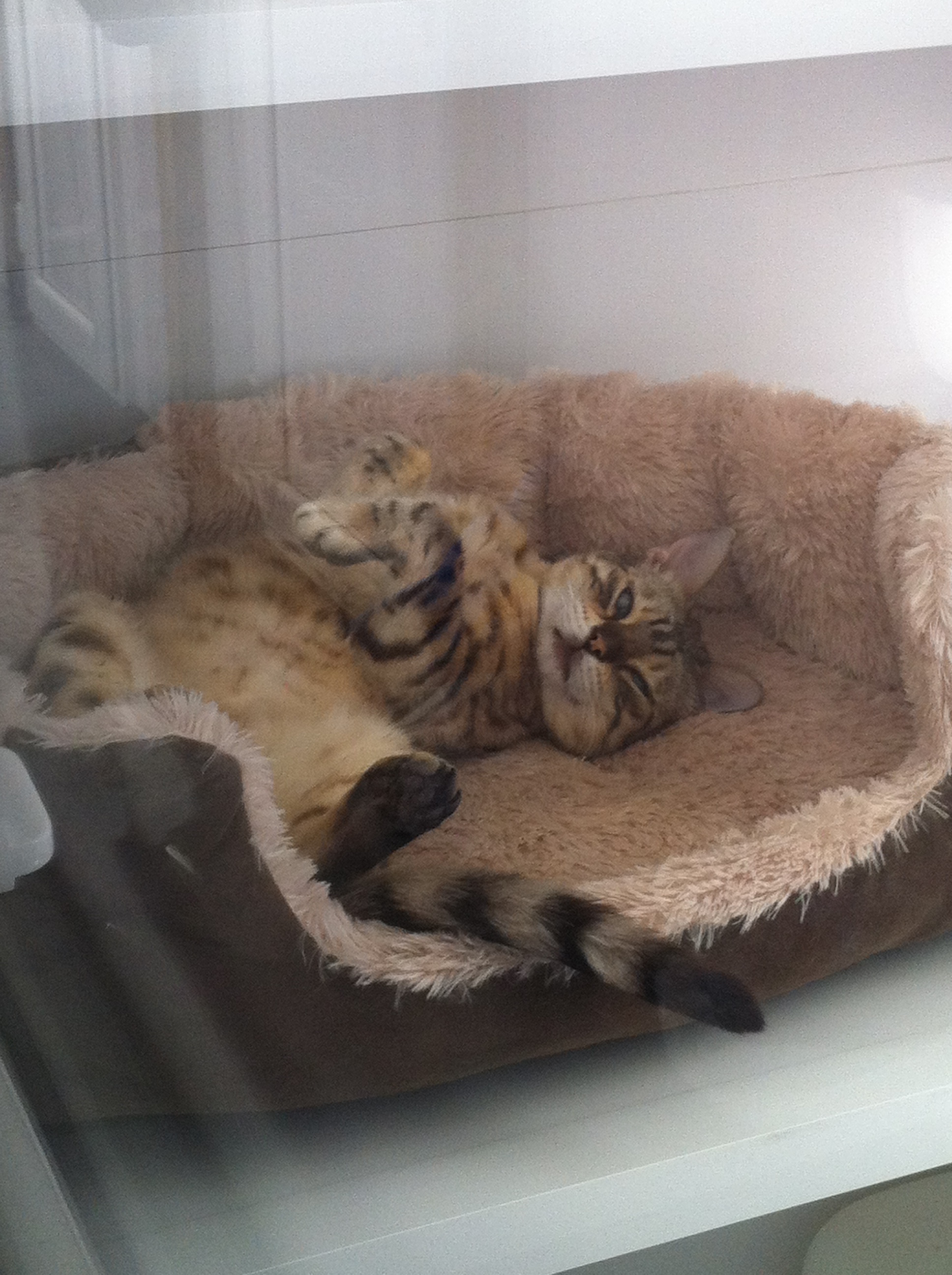 Gatehouse luxury Boarding Cattery Bournemouth Poole Ferndown Ringwood ...