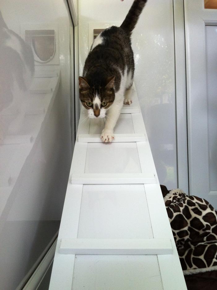 Accommodation at Gatehouse Cattery