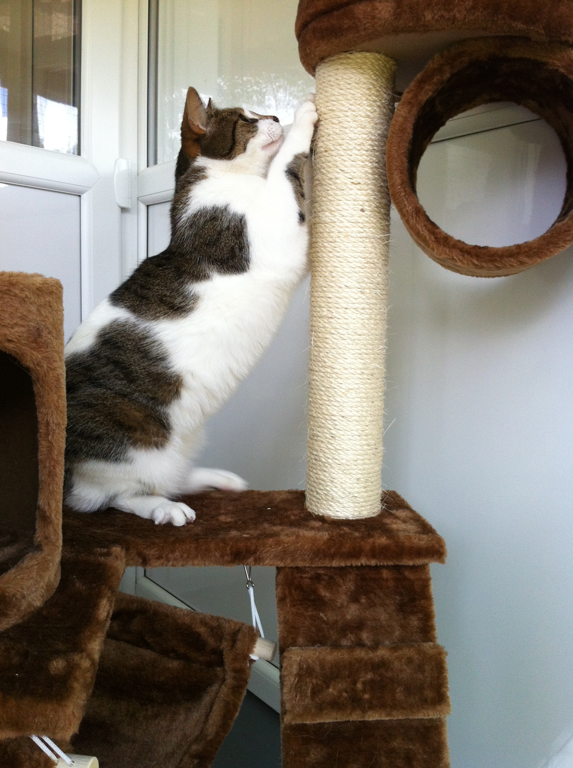Gatehouse luxury Boarding Cattery Bournemouth Poole Ferndown Ringwood ...