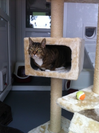 Gatehouse luxury Boarding Cattery Bournemouth Poole Ferndown Ringwood ...